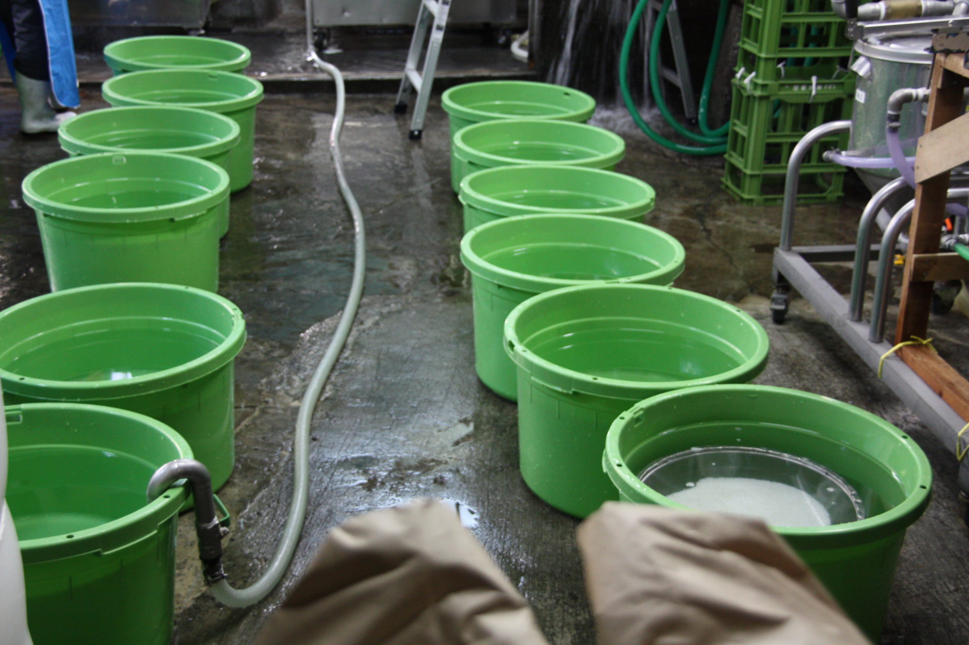 Sake Production Process - Sake Experince Japan