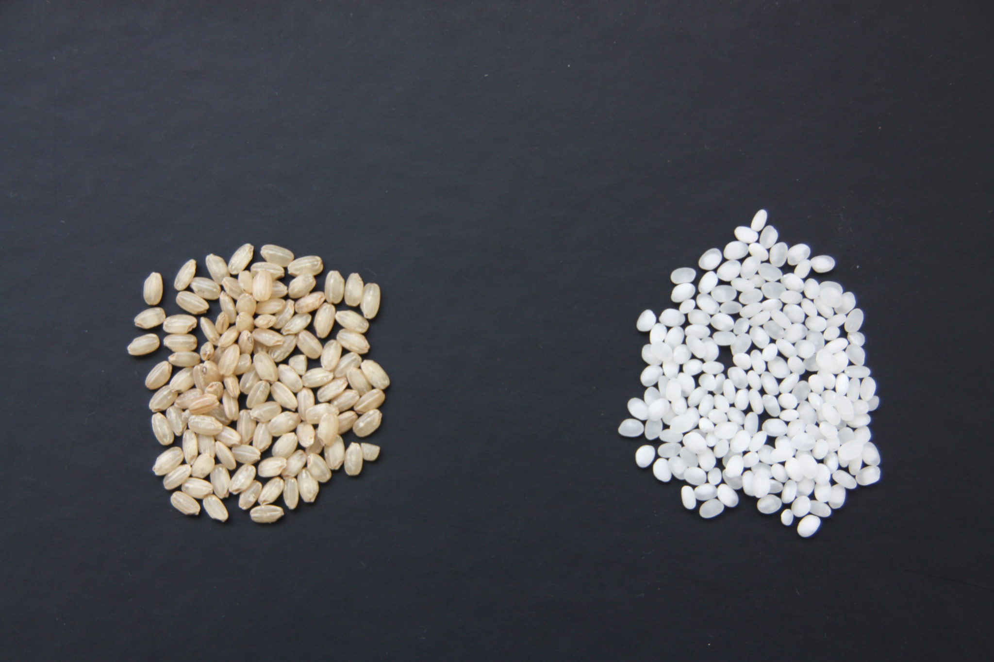 Sake Production Process - Sake Experince Japan