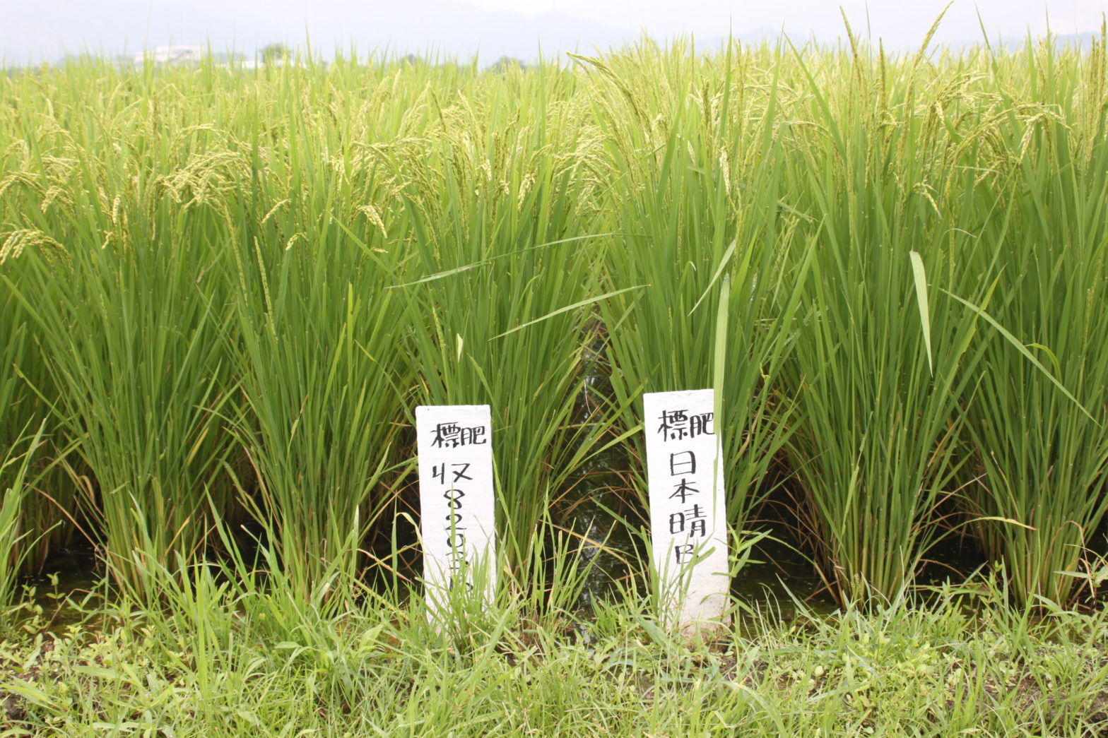 Kyoto sake rice: Kyo-no-kagayaki - Sake Experince Japan