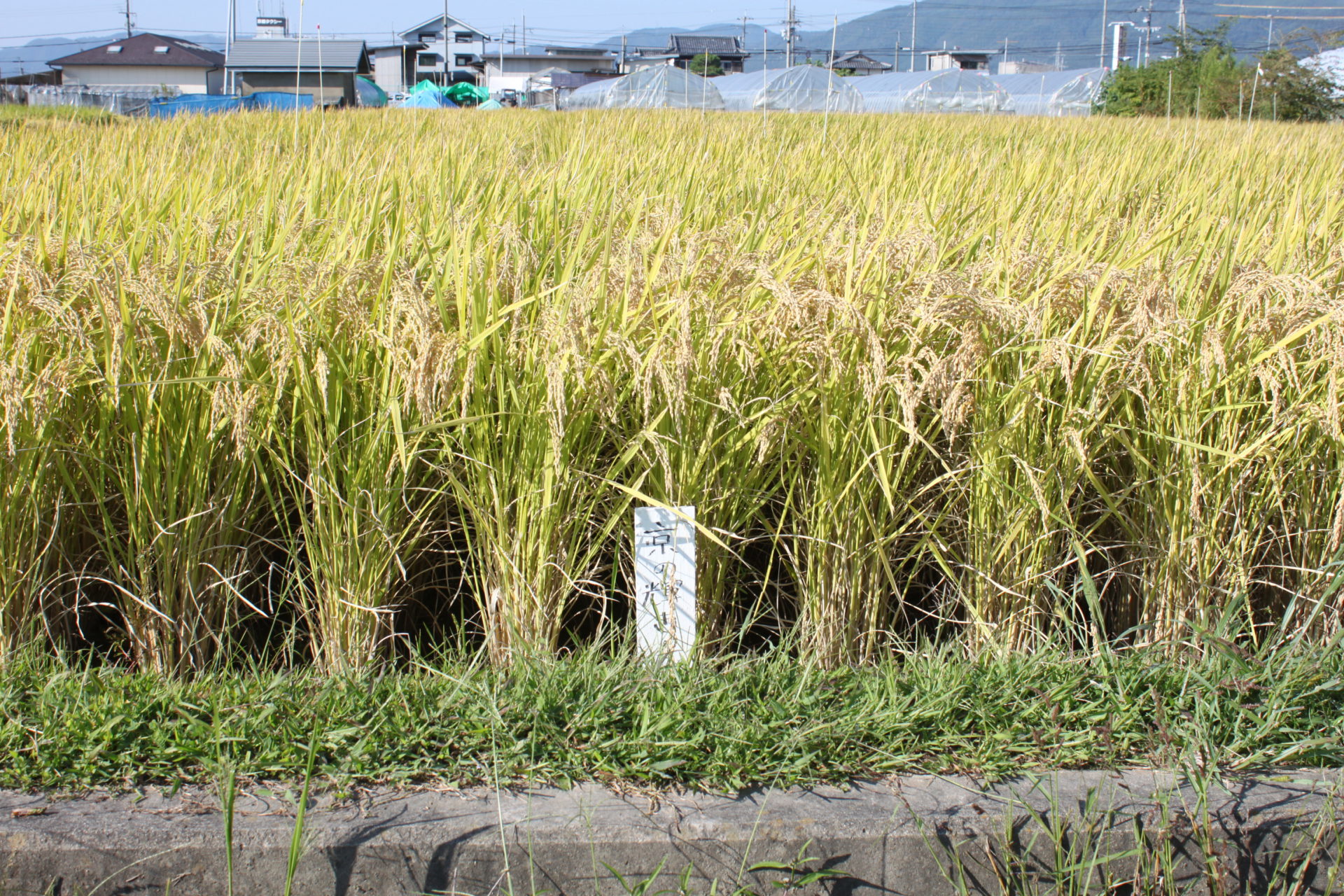 Kyoto sake rice: Kyo-no-kagayaki - Sake Experince Japan