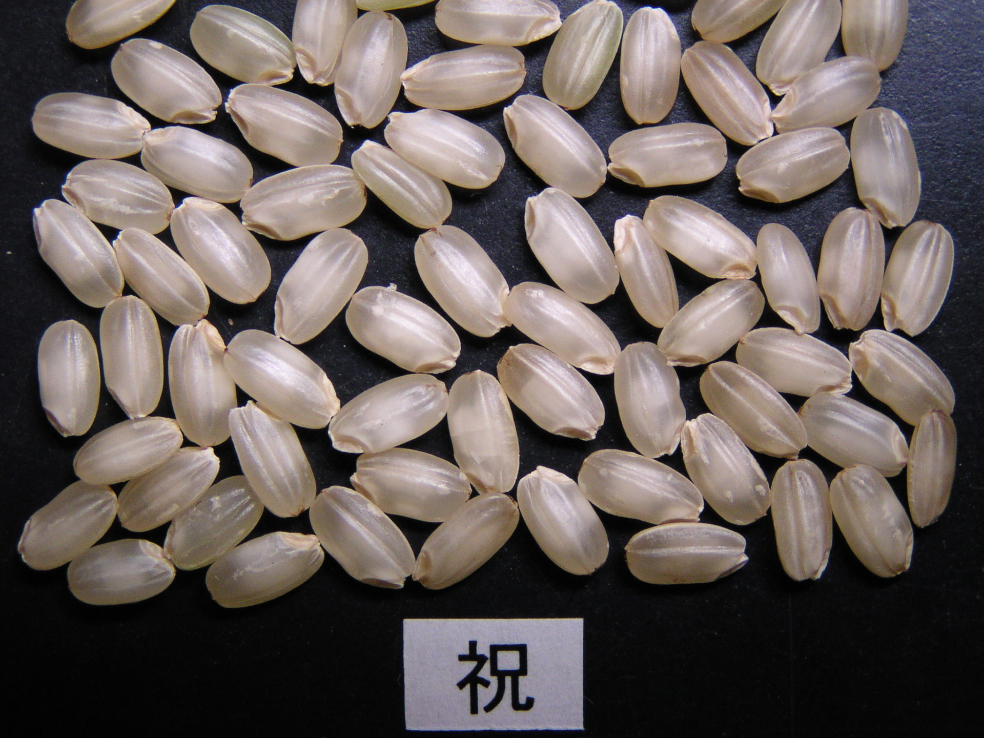 Kyoto sake rice: Iwai - Sake Experince Japan